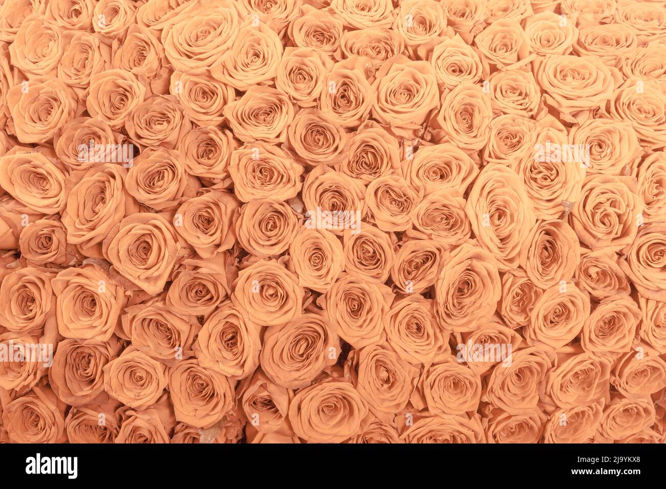 Tan and peach rosesbackground pattern Stock Photo - Alamy