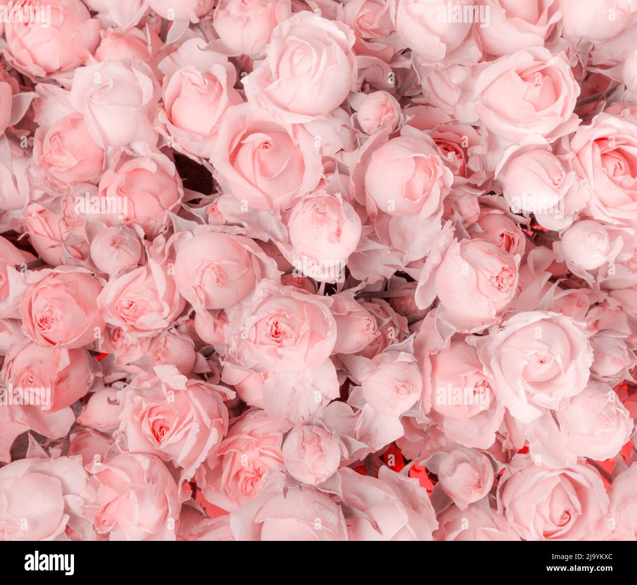 Abstract background of flowers. Faded color tone Stock Photo - Alamy