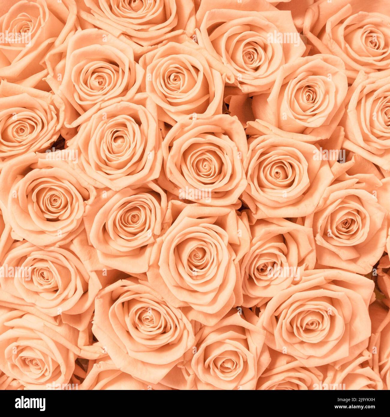 Tan and peach rosesbackground pattern Stock Photo - Alamy