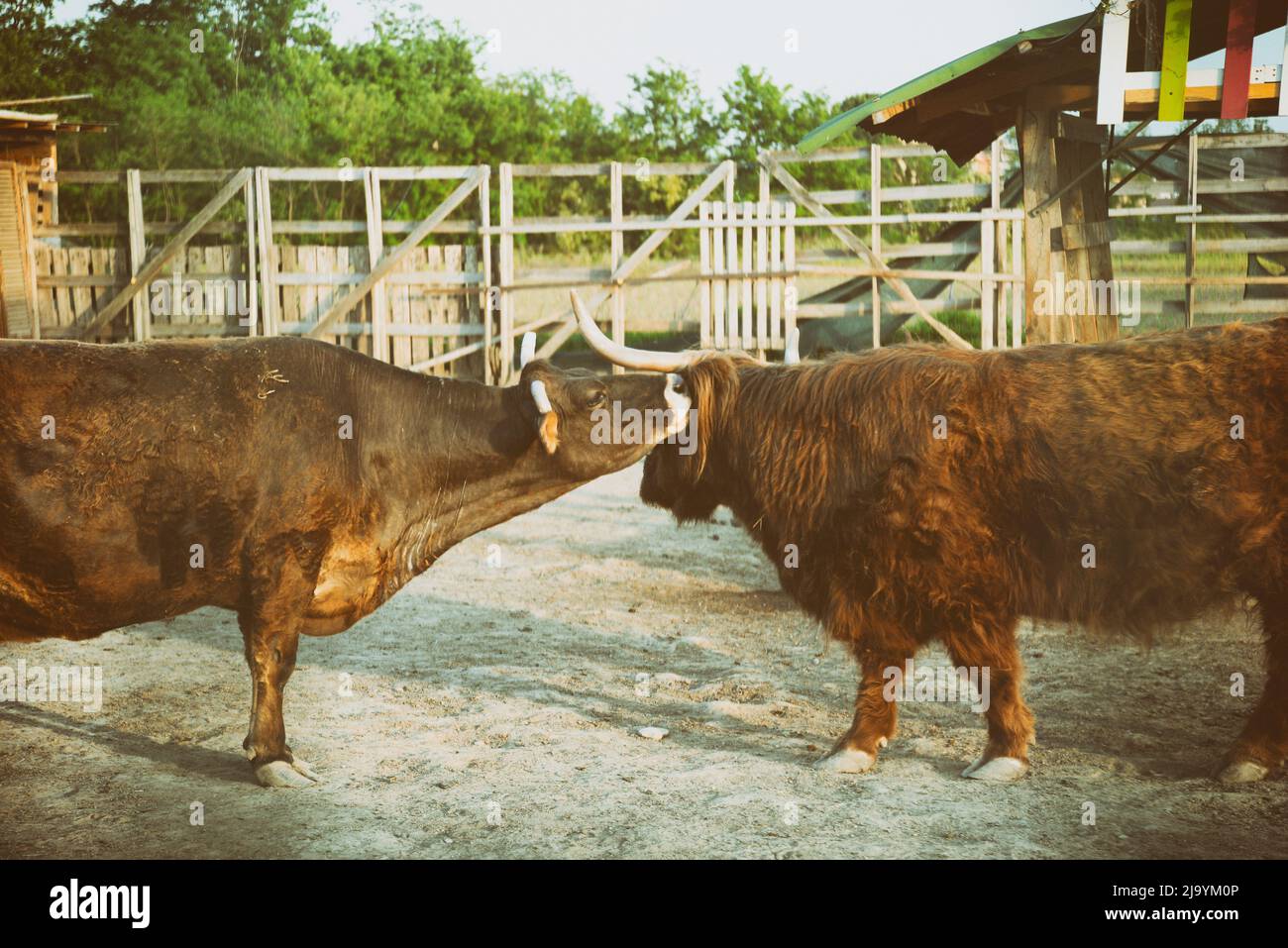 Two friendly cows hi-res stock photography and images - Alamy