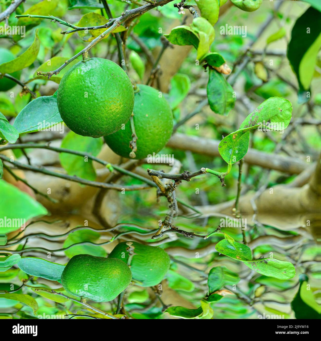 lemon on the tree in nature with reflect Stock Photo - Alamy