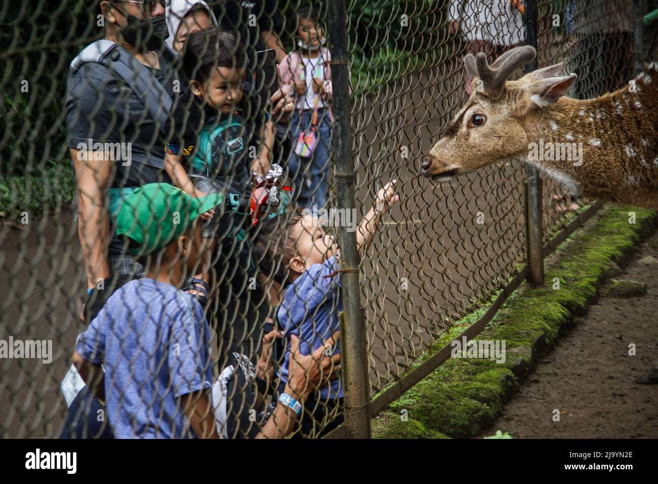 Bandung, West Java, Indonesia. 26th May, 2022. People visit the deer ...