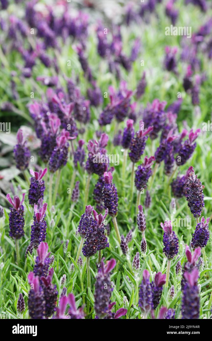 Lavender in summer Stock Photo - Alamy