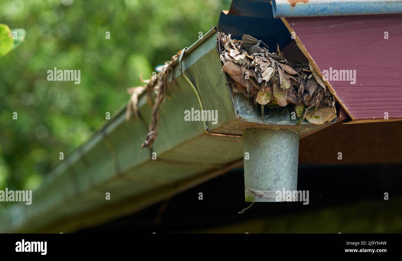 Gutter a tree hi-res stock photography and images - Alamy
