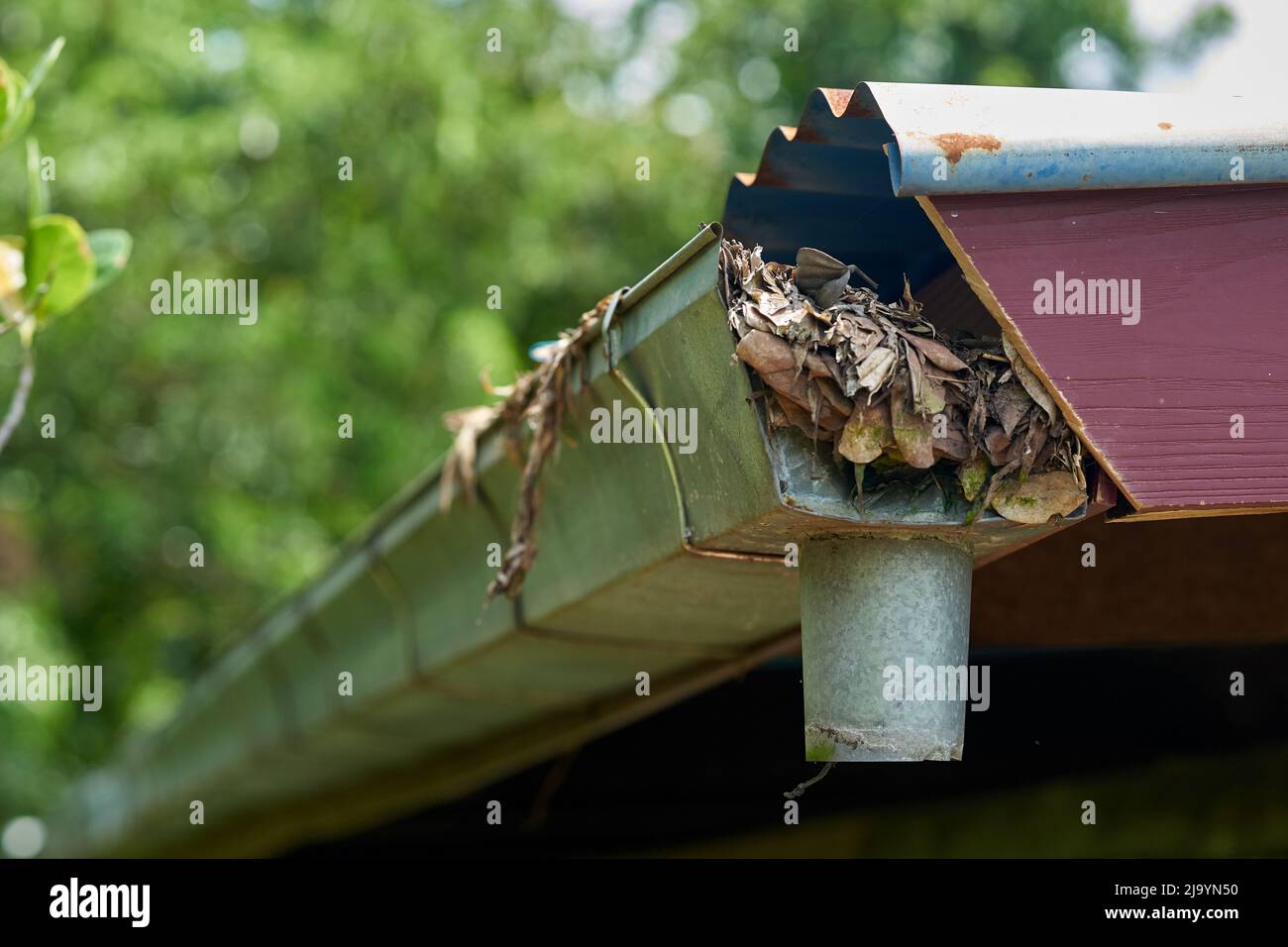Gutter a tree hi-res stock photography and images - Alamy