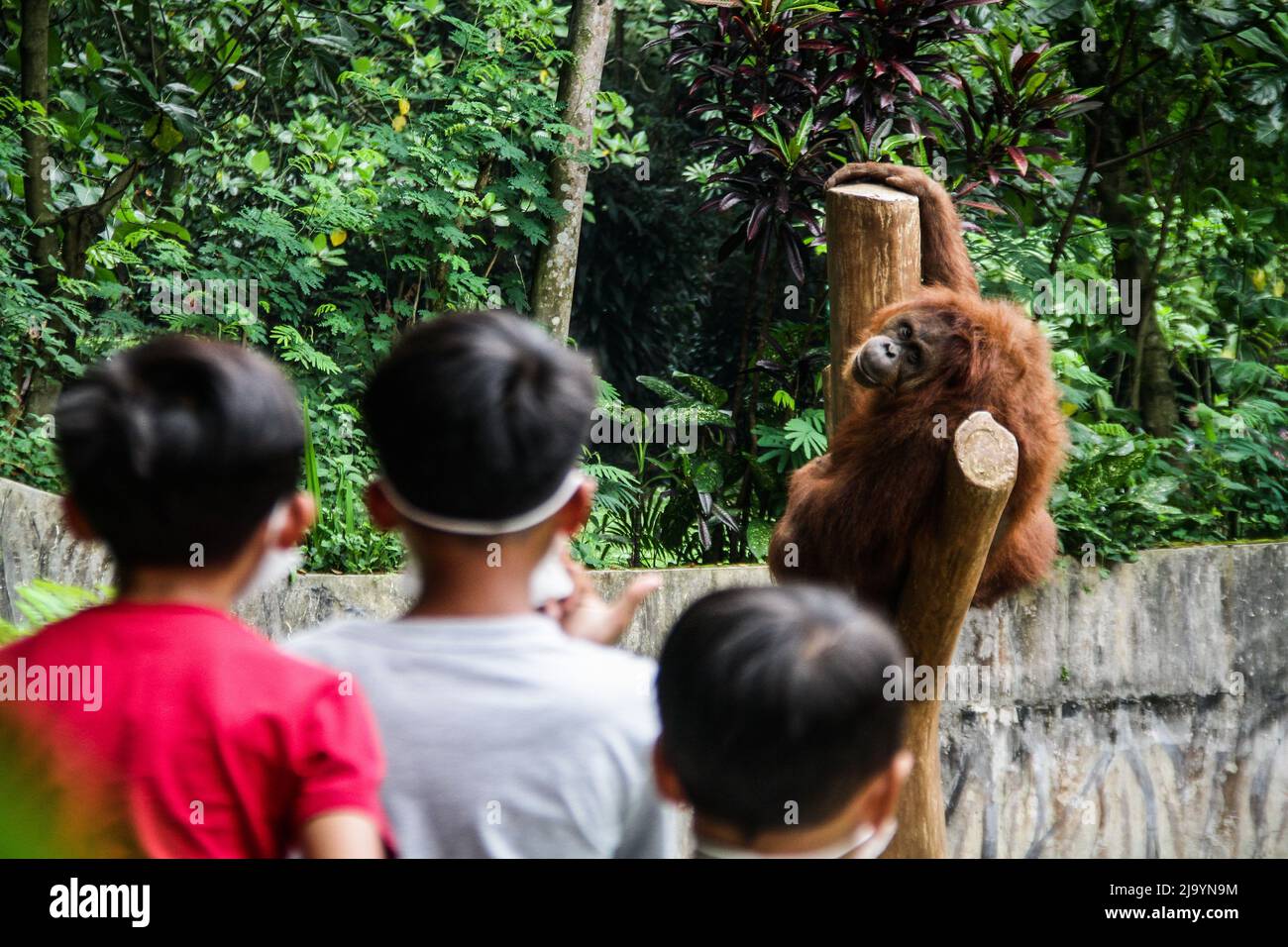 Bandung zoo hi-res stock photography and images - Alamy