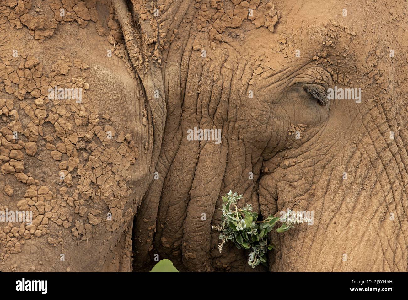 Detail image of the skin of an African elephant (Loxodonta africana ...