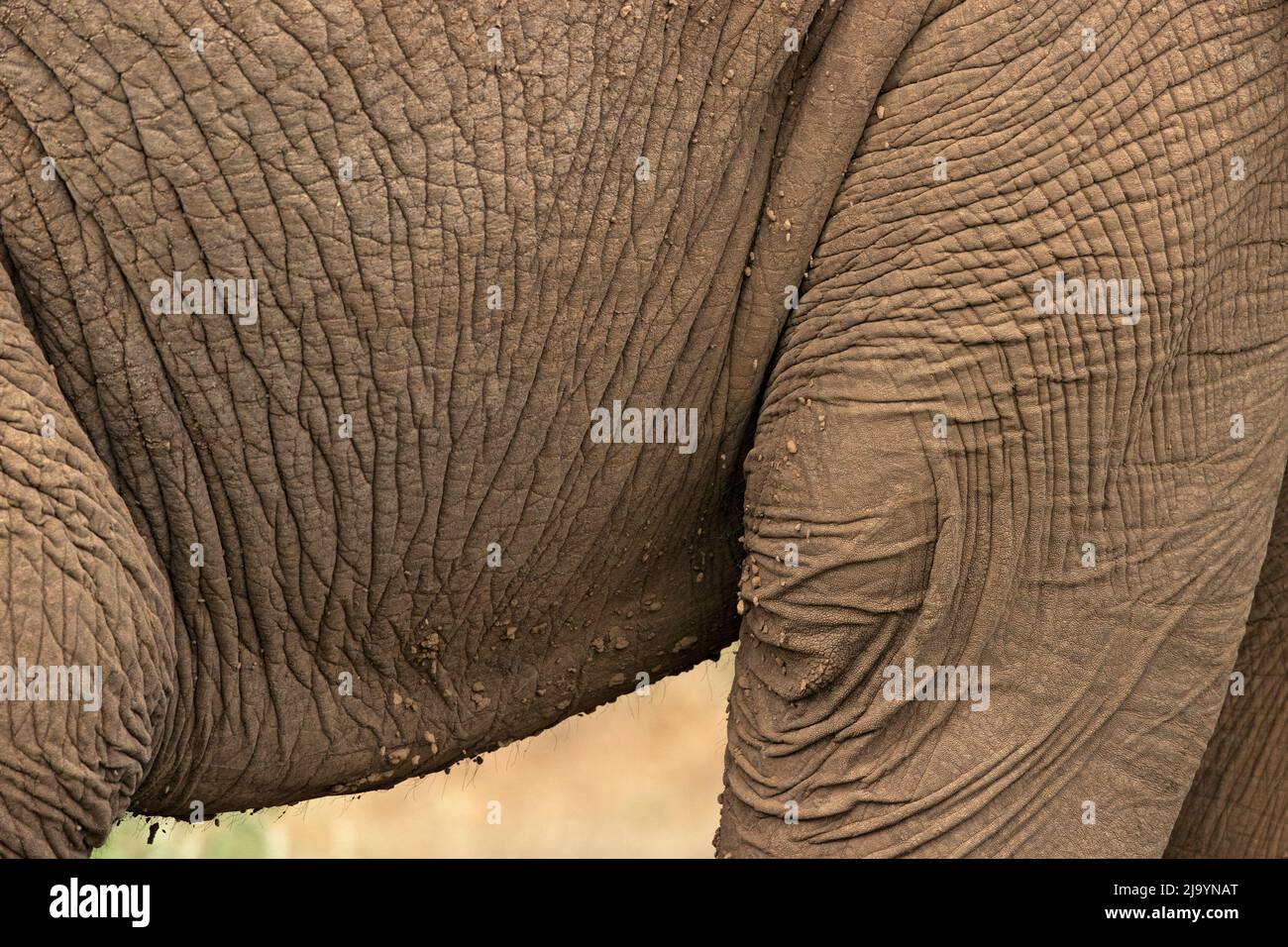 Detail image of the skin of an African elephant (Loxodonta africana ...