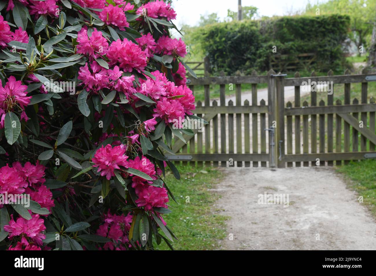 Mature rhododendron hi-res stock photography and images - Alamy