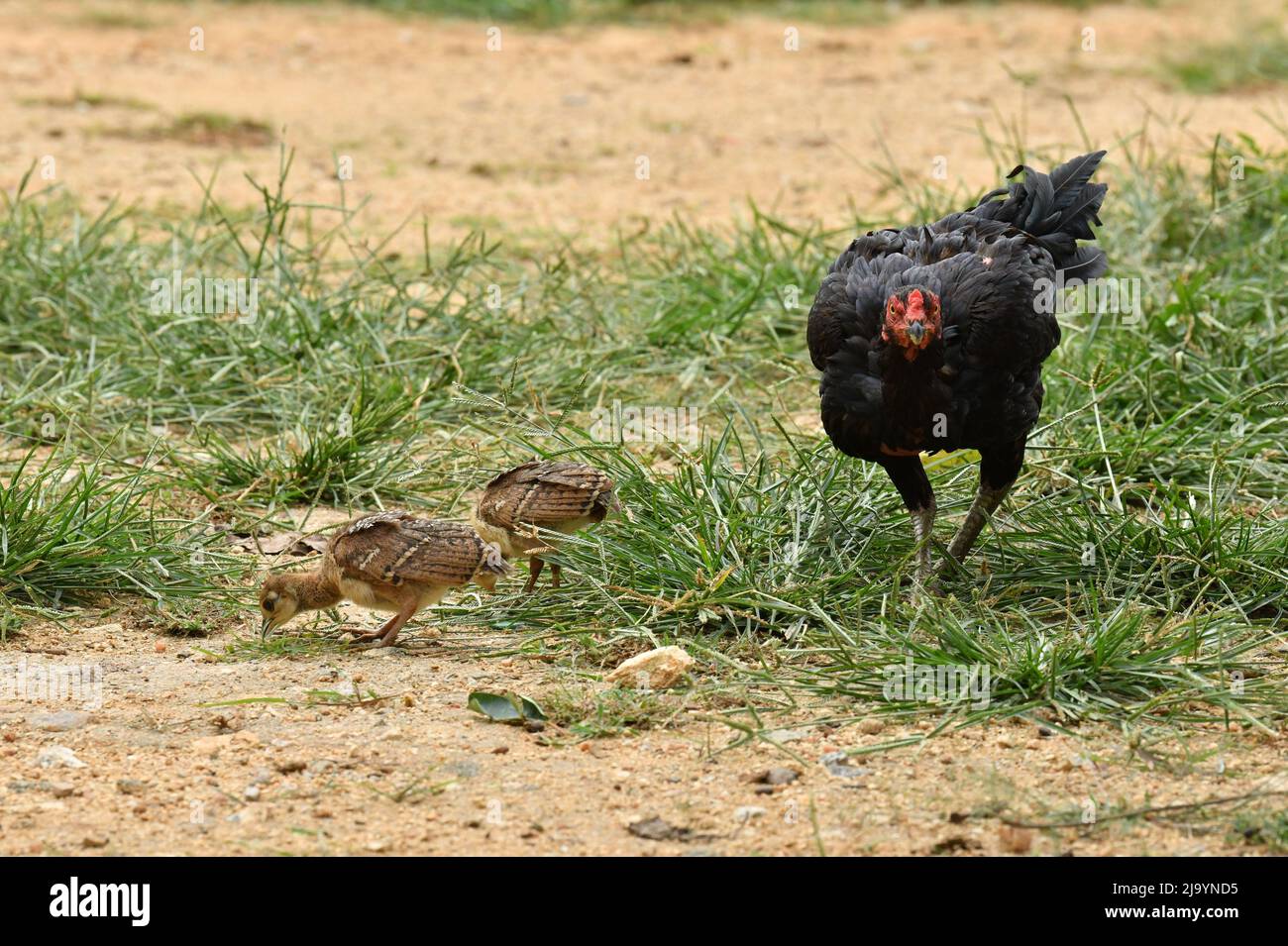 native hen sharing food with baby peacocks in a farmland Stock Photo ...