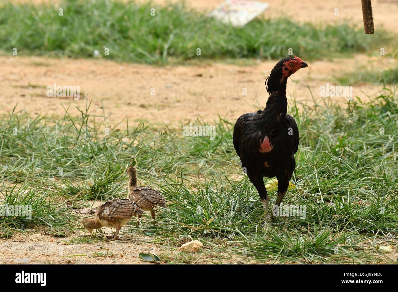 native hen sharing food with baby peacocks in a farmland Stock Photo ...
