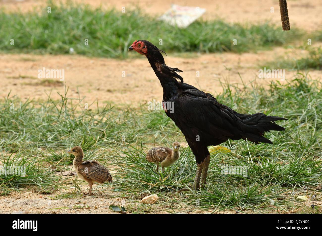 native hen sharing food with baby peacocks in a farmland Stock Photo ...