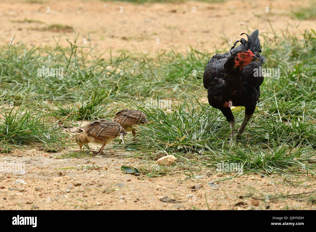 native hen sharing food with baby peacocks in a farmland Stock Photo ...