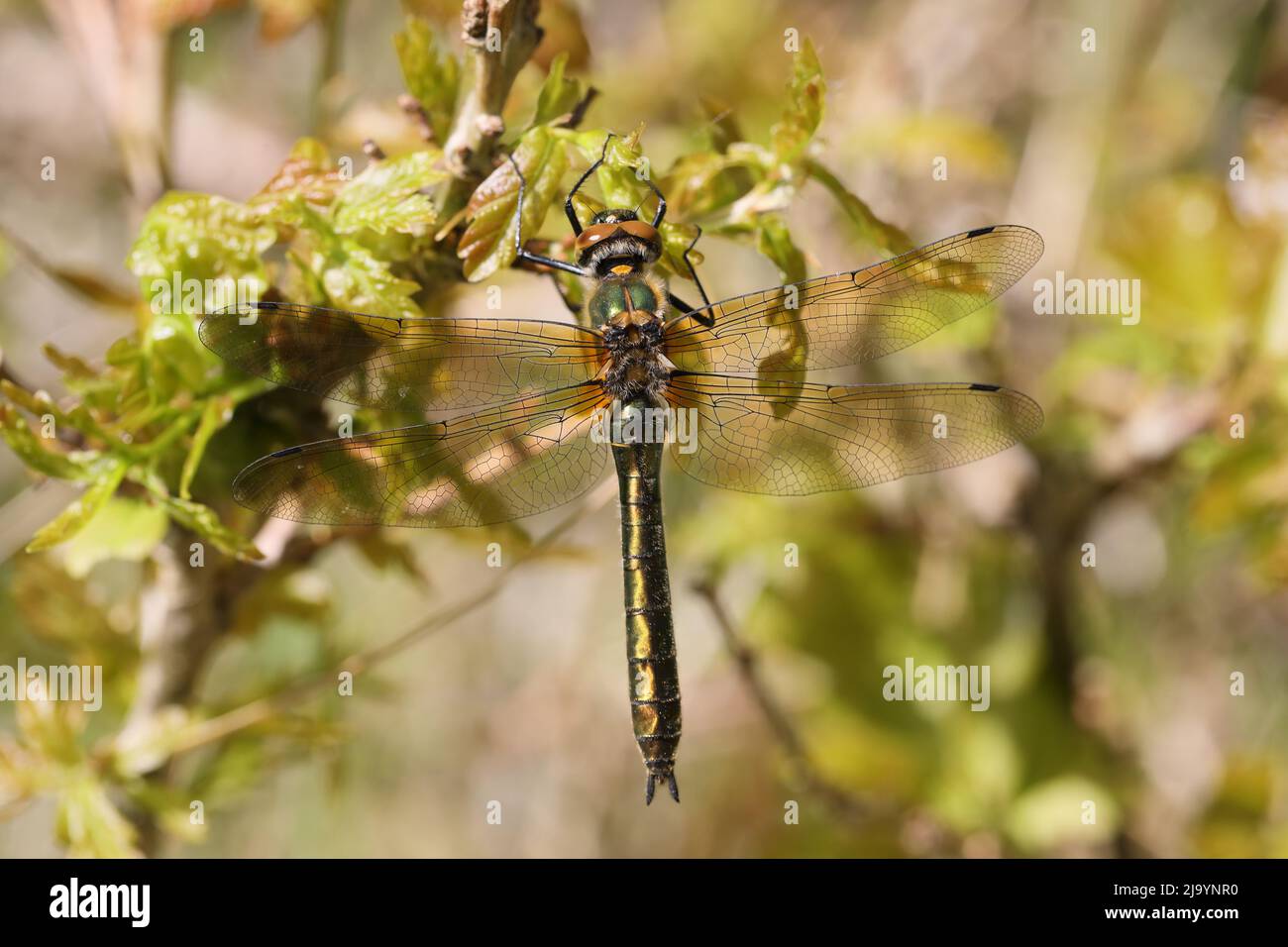 Downy emerald (Cordulia aenea Stock Photo - Alamy