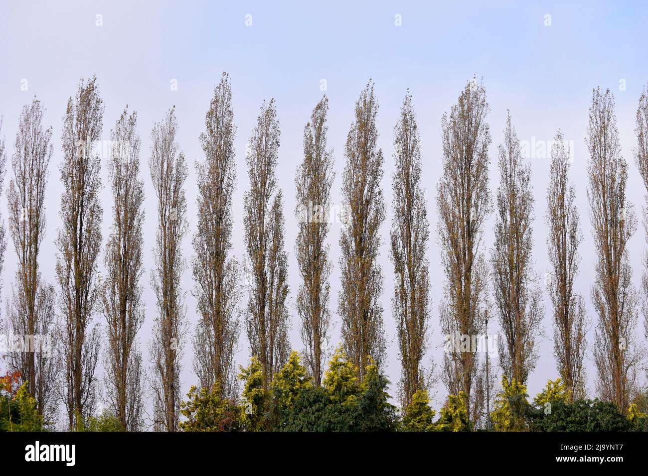 Lombardy Poplar Trees (Populus nigra "Italica") england Stock Photo - Alamy