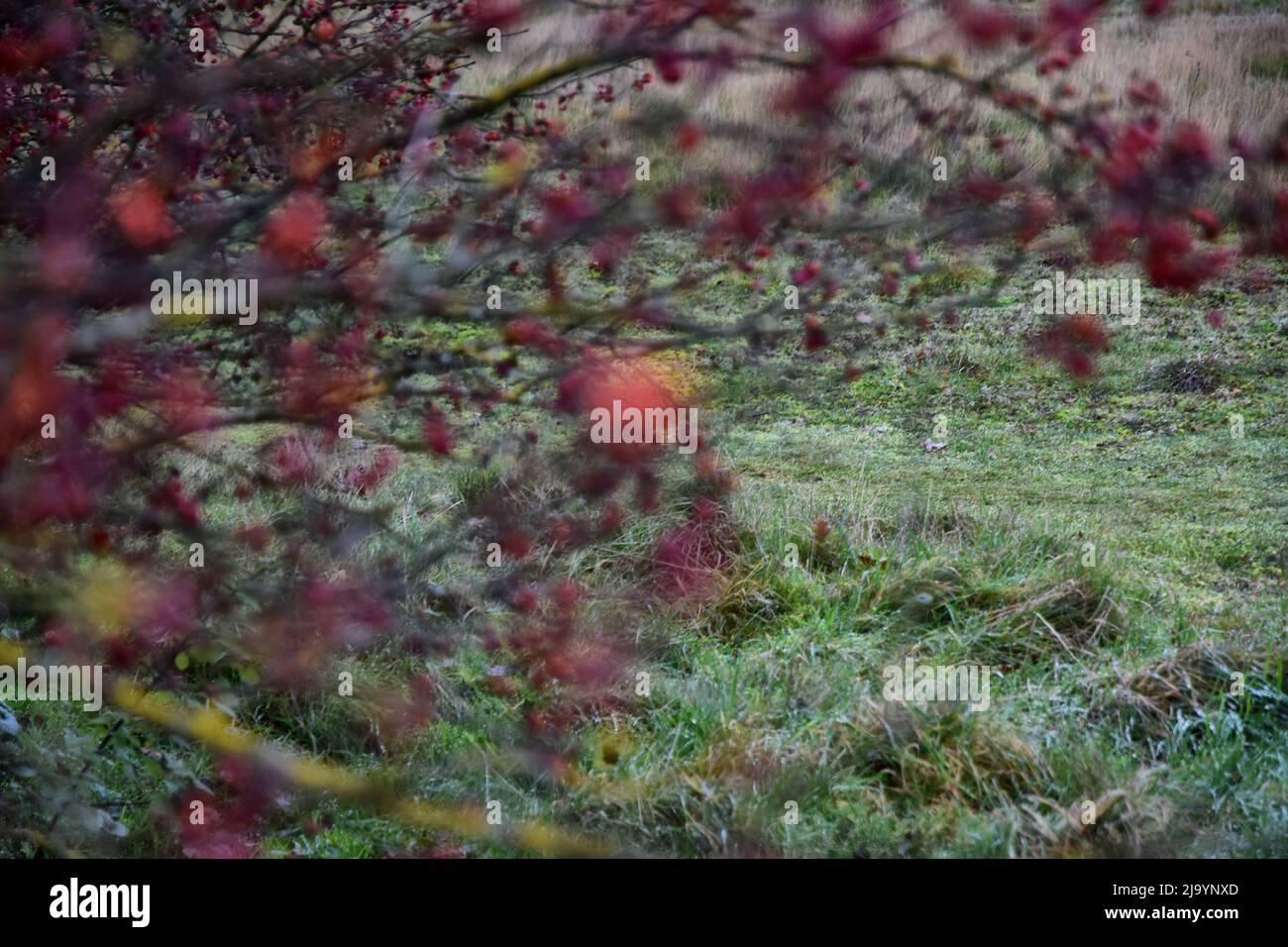Through bush hi-res stock photography and images - Alamy