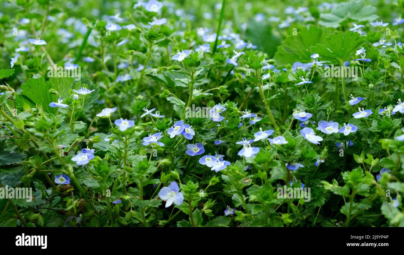 Veronica chamaedrys, the germander speedwell, birds-eye speedwell, or ...