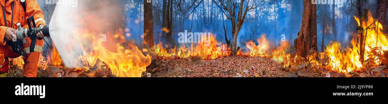 Amazon rain forest fire disaster is burning at a rate scientists have ...