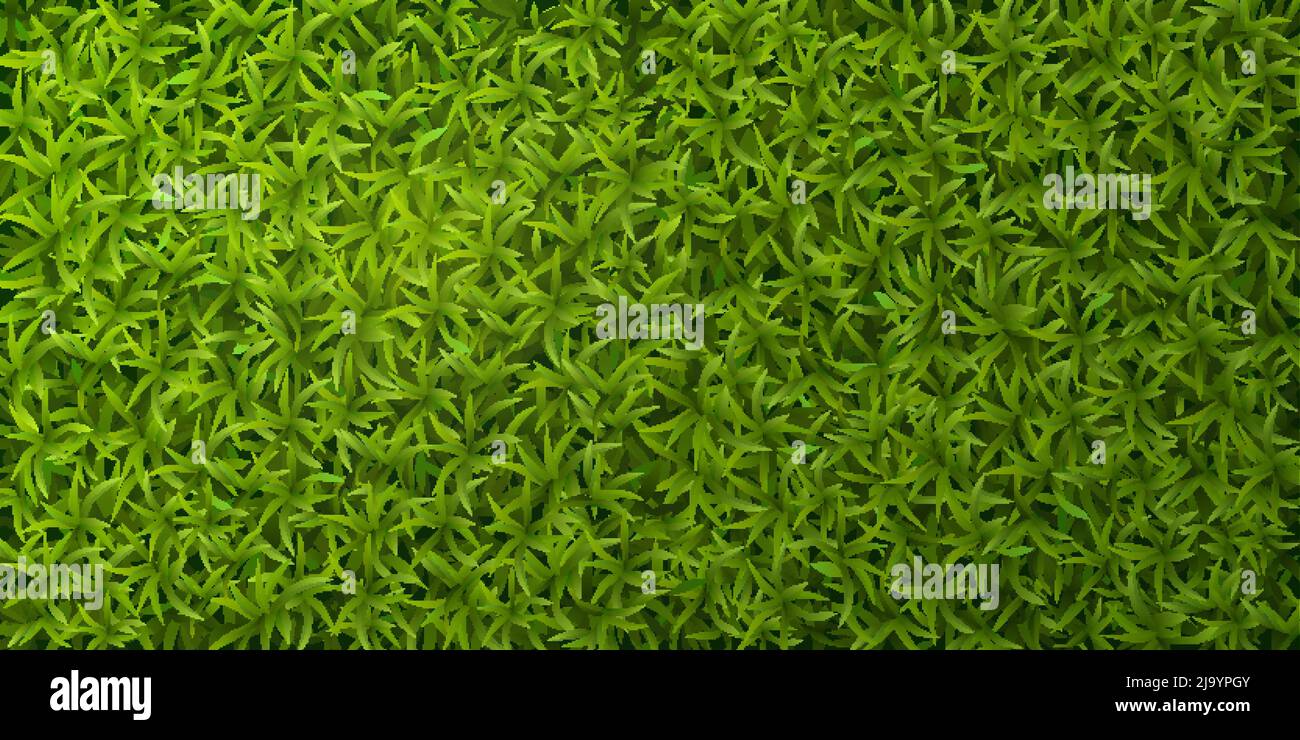 Green grass realistic top view spring lawn ground cover natural ...
