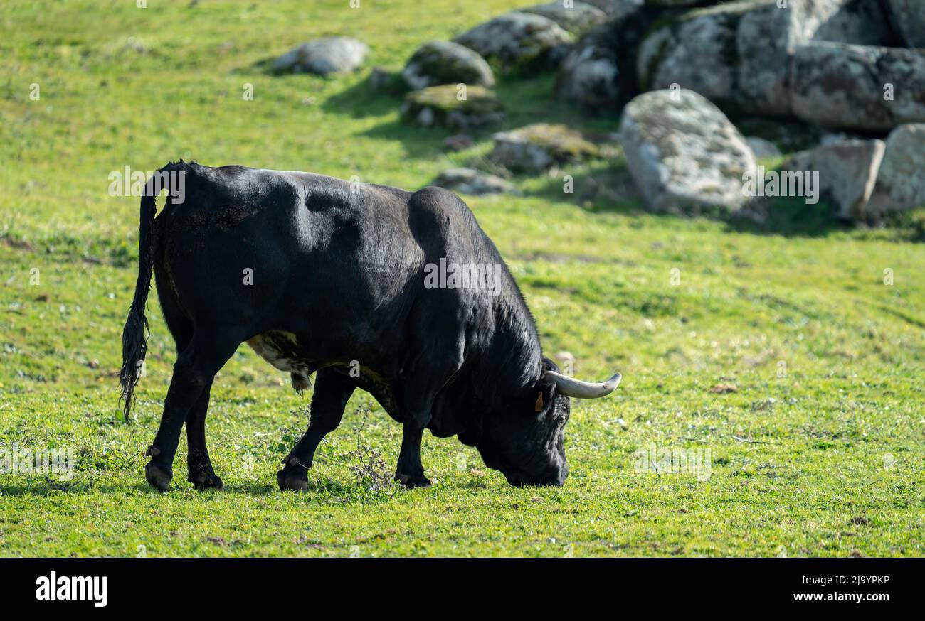Bull profile hi-res stock photography and images - Alamy