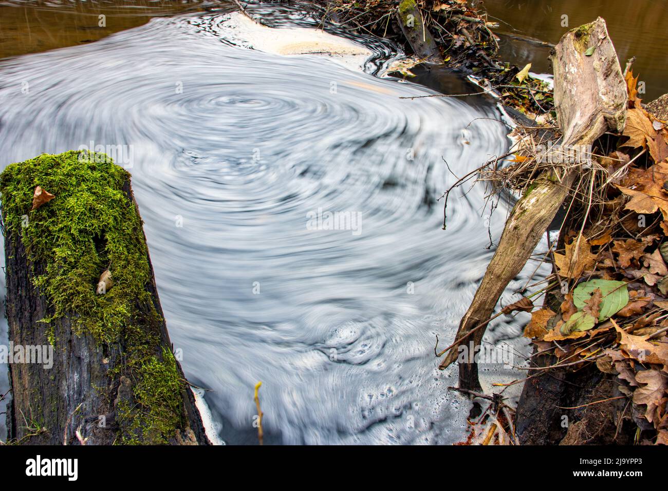 Swirling foam on the water surface of a forest stream with stumps on ...