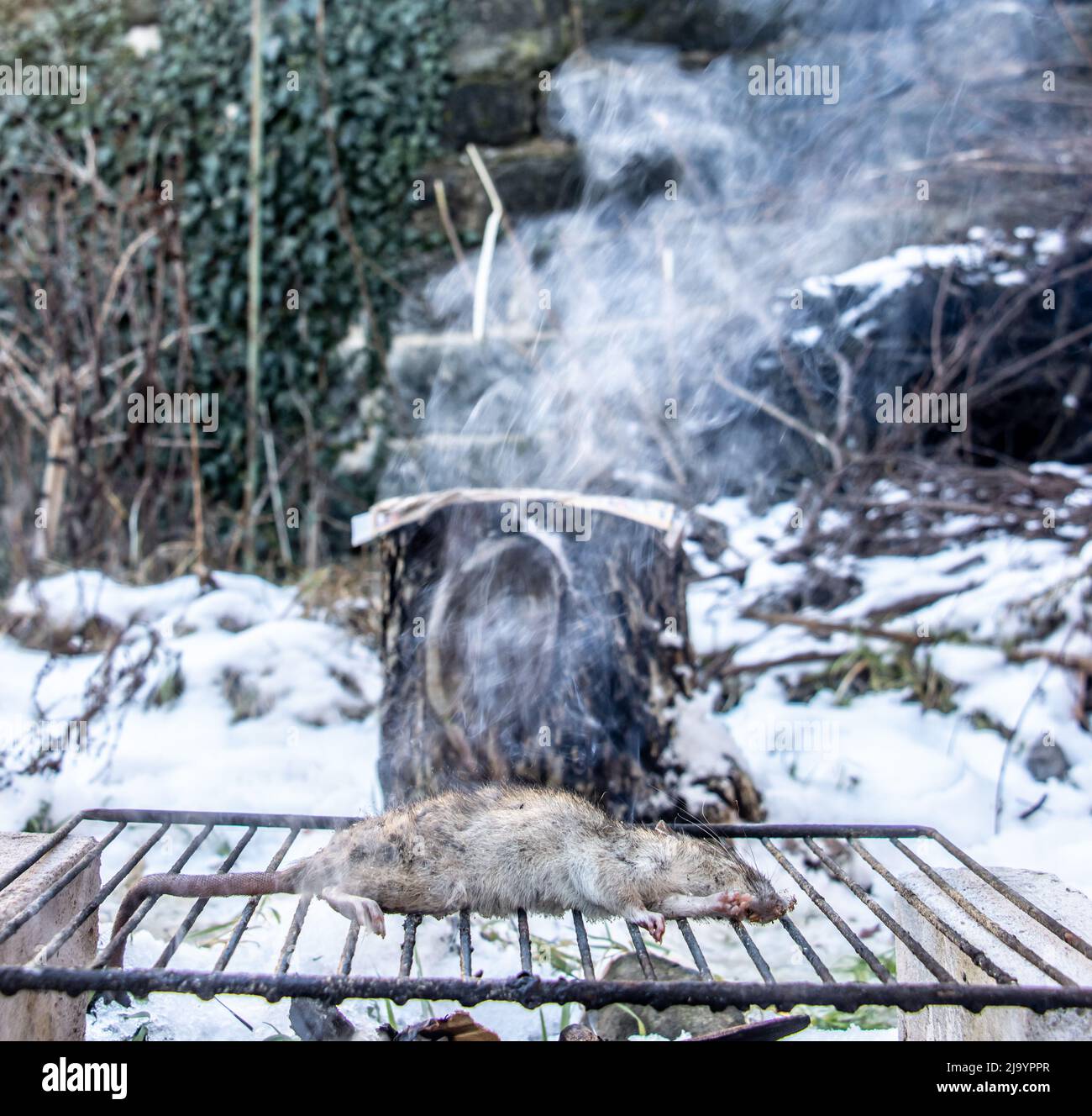 Close up rat hi-res stock photography and images - Alamy