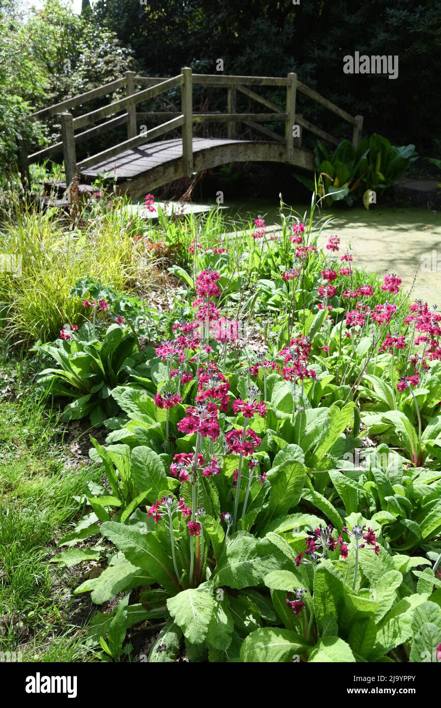 Candelabra primulas primula hi-res stock photography and images - Alamy