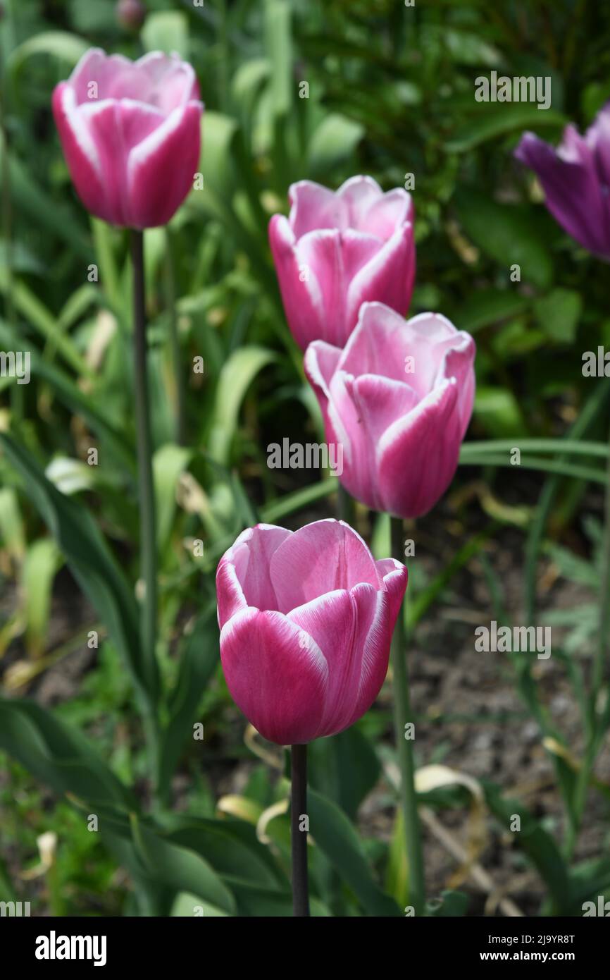 Weed free border hi-res stock photography and images - Alamy