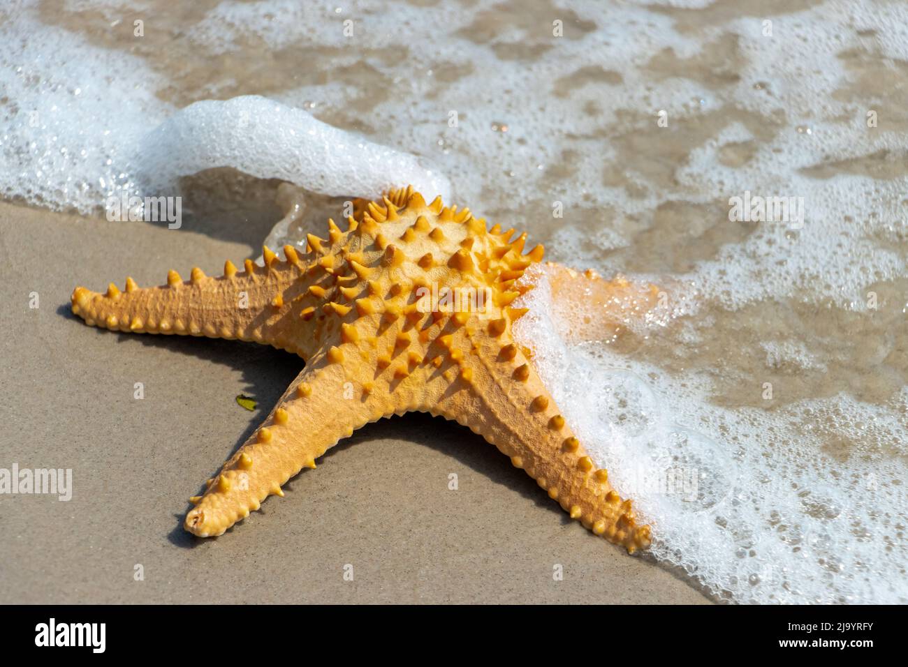 Up close of a starfish hi-res stock photography and images - Alamy