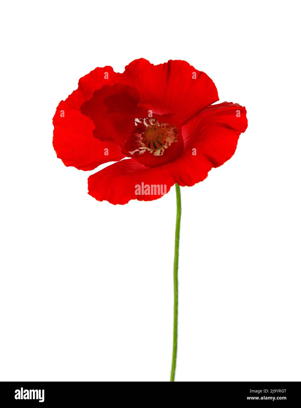 Poppy flower flora plant Cut Out Stock Images & Pictures - Alamy