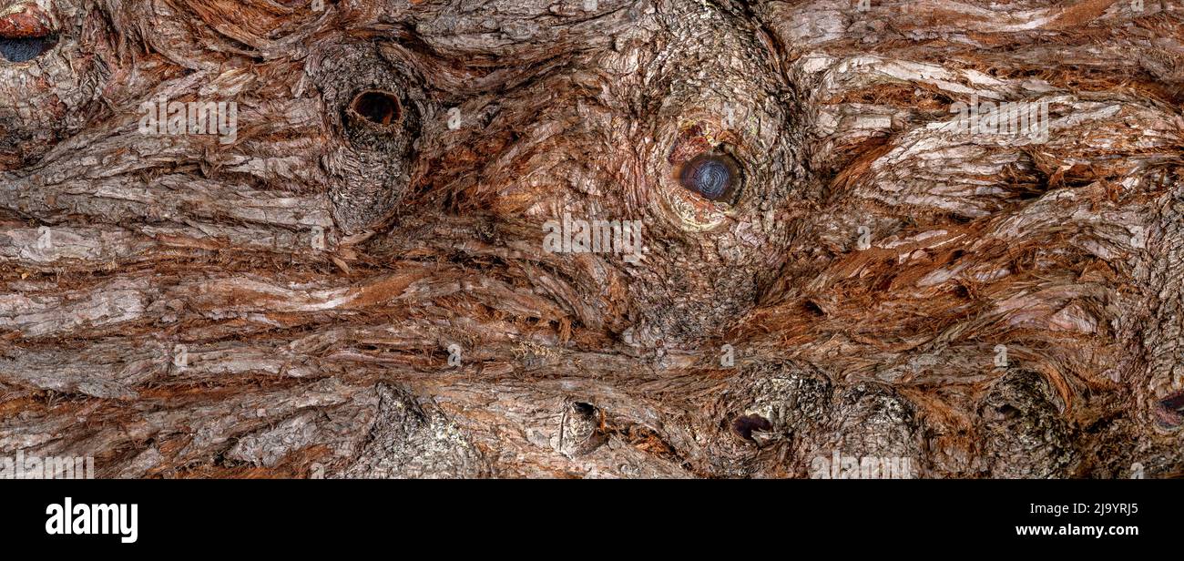 Sequoia bark hi-res stock photography and images - Alamy