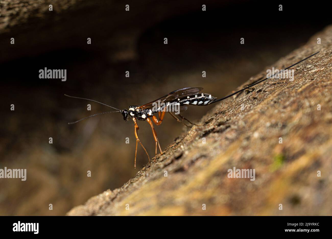Female sabre wasp (Rhyssa persuasoria Stock Photo - Alamy