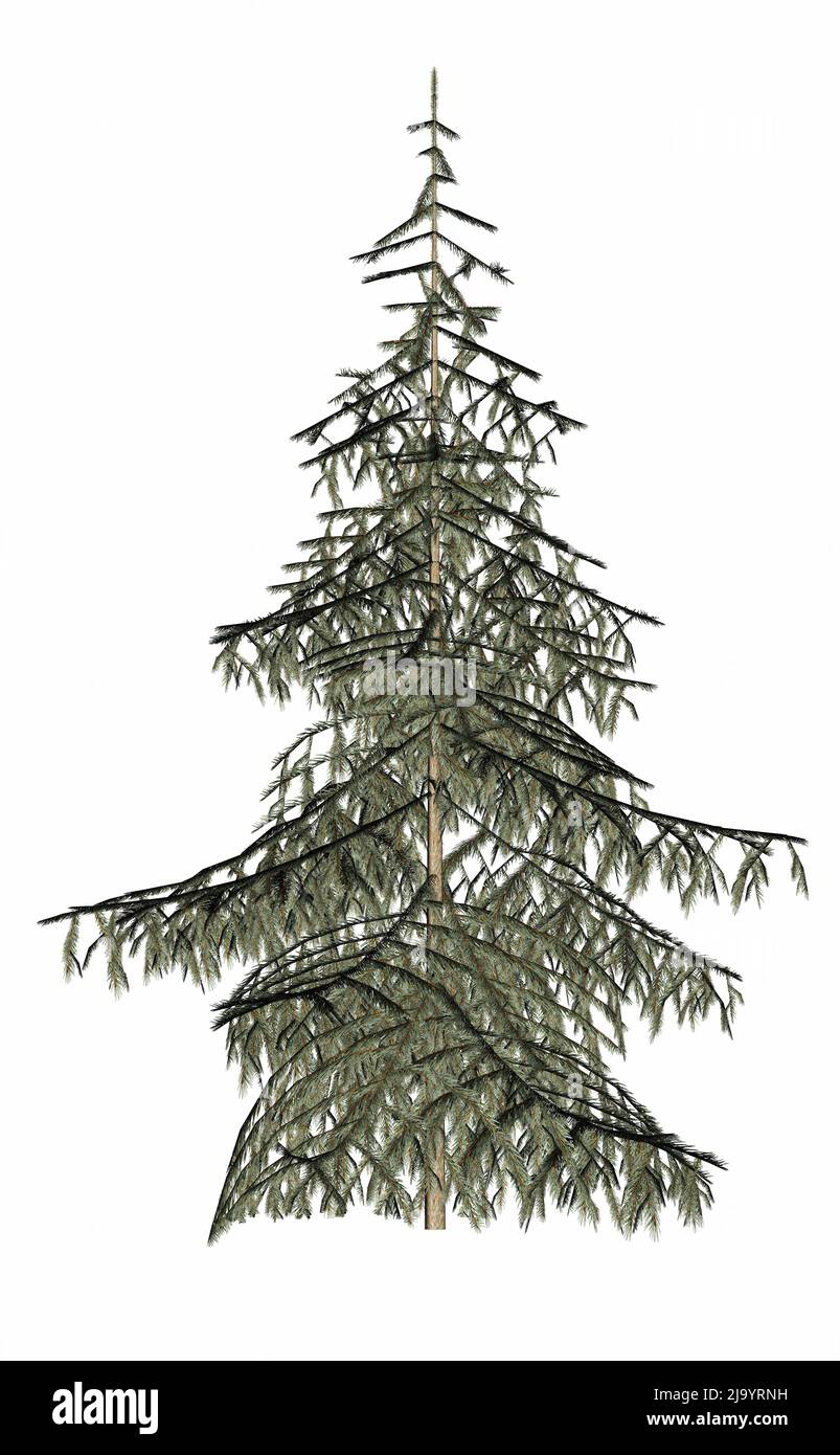 Beautiful single fir evergreen pine tree - 3D render Stock Photo - Alamy