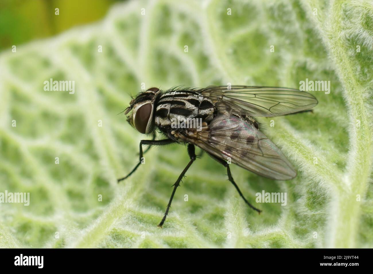 Muscid fly hi-res stock photography and images - Alamy