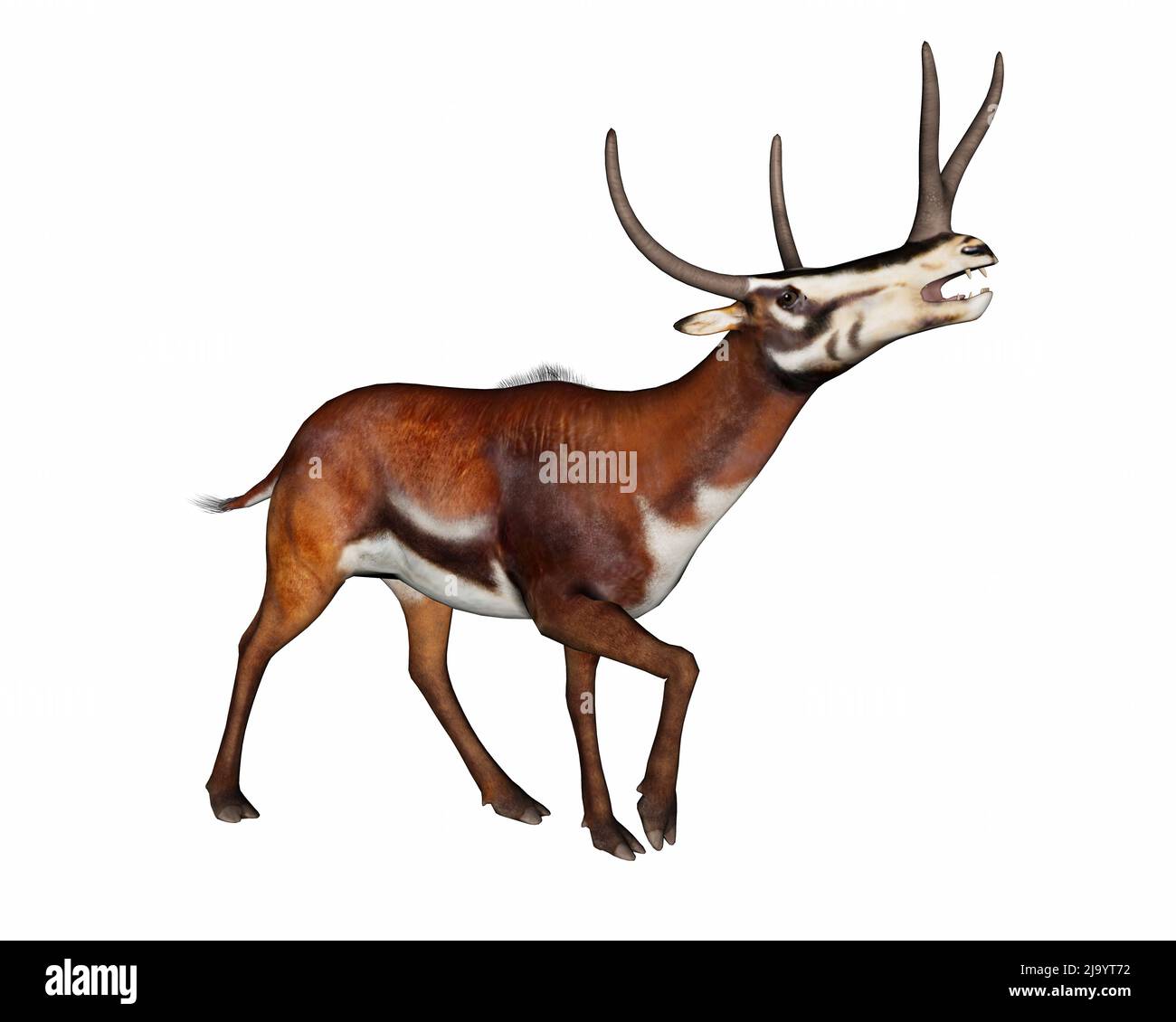 Kyptocera hi-res stock photography and images - Alamy