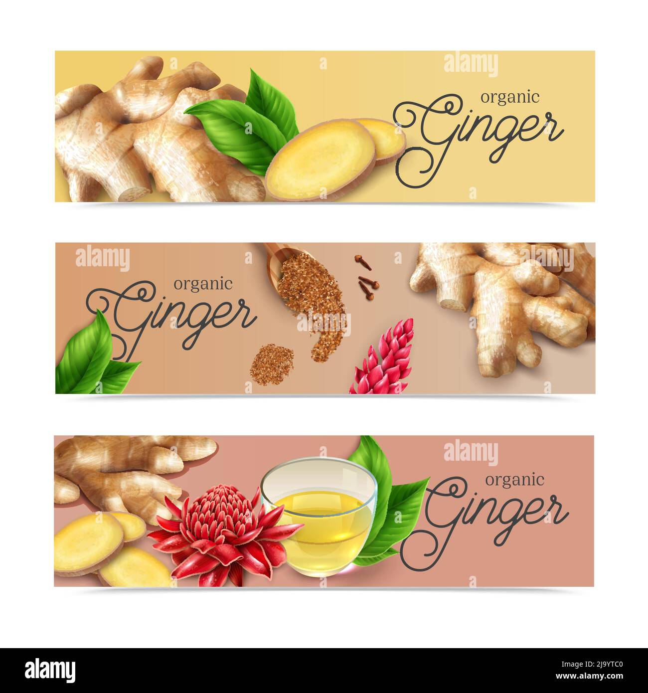 Organic ginger root spice flavor drinks food health benefits 3 ...