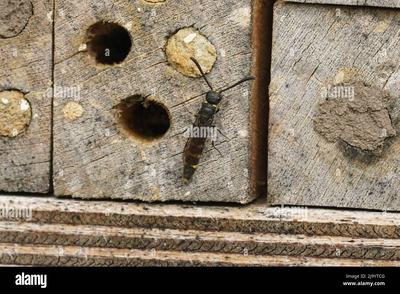 Closeup on a Common European sapygid wasp , Sapyga clavicornis, a ...