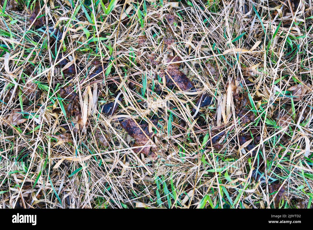 Grass texture - close-up of a fragment of damaged and neglected grass ...