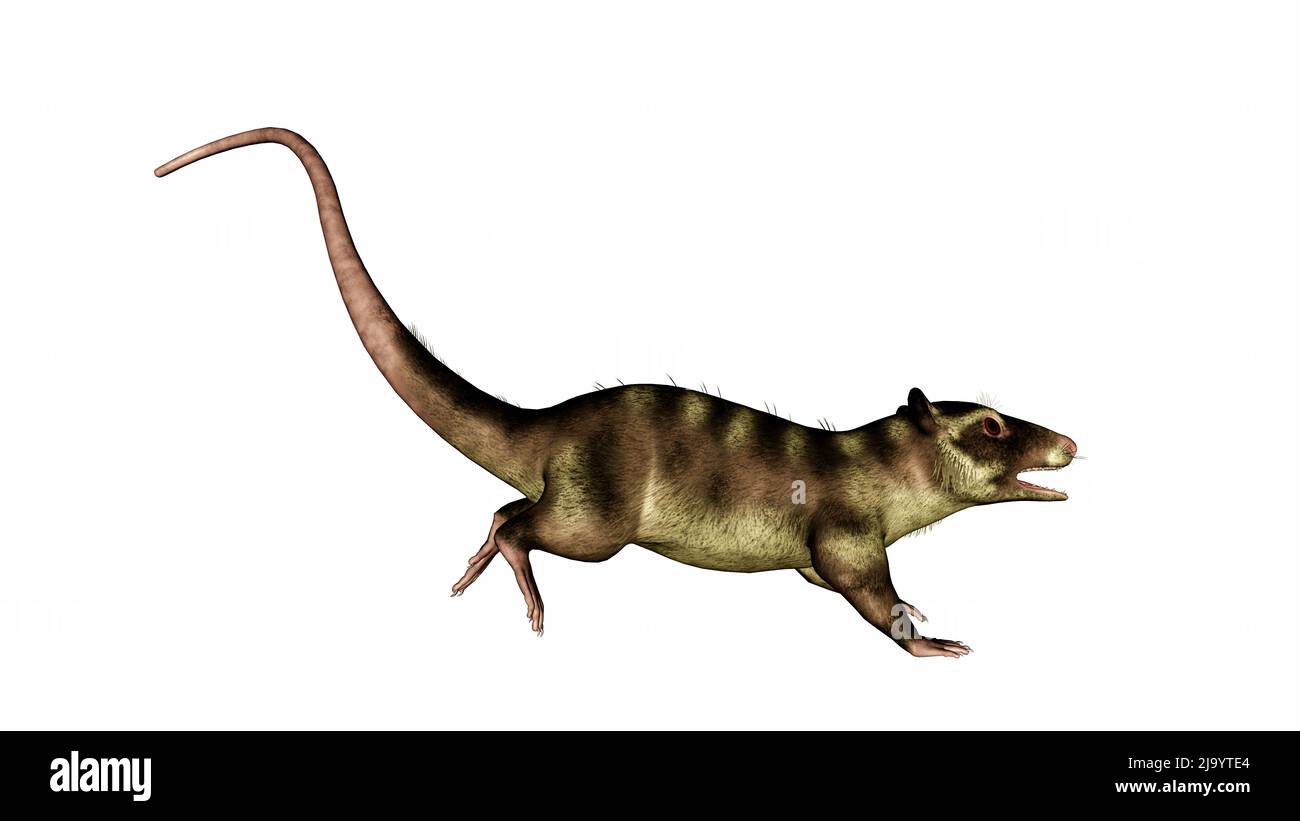 Purgatorius hi-res stock photography and images - Alamy