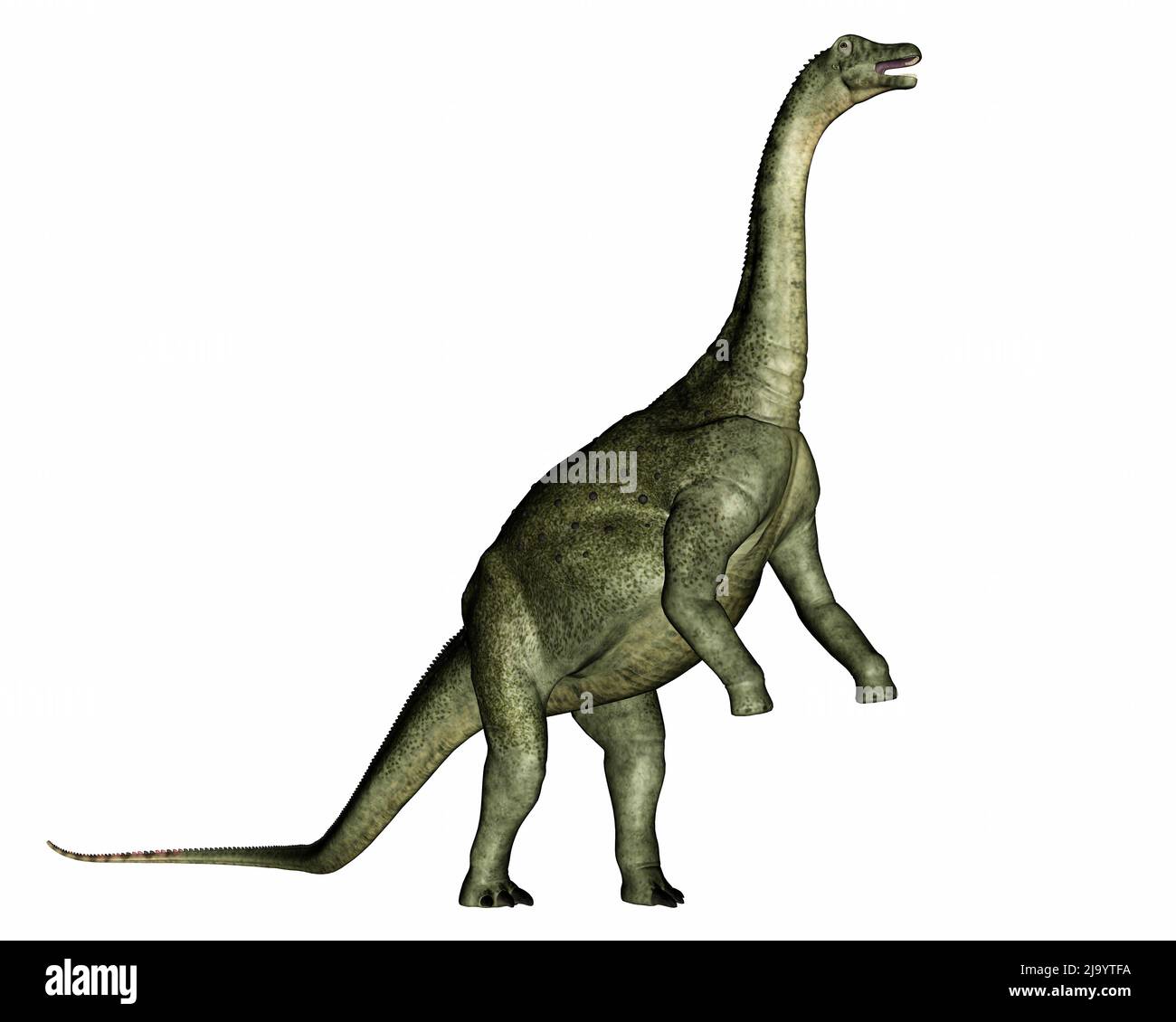 Saltasaurus dinosaur rearing up and roaring - 3D render Stock Photo - Alamy