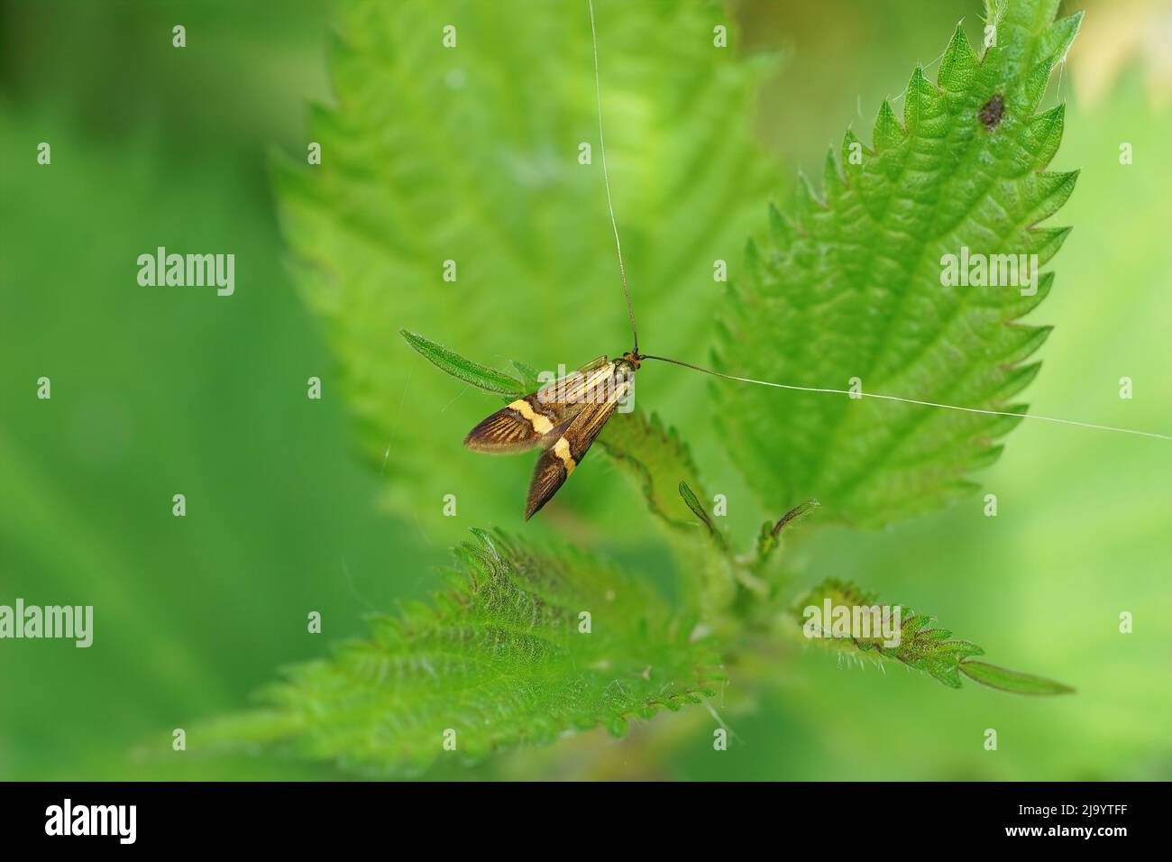 Soft closeup on the yellow-barred longhorn moth, Nemophora degeerella ...