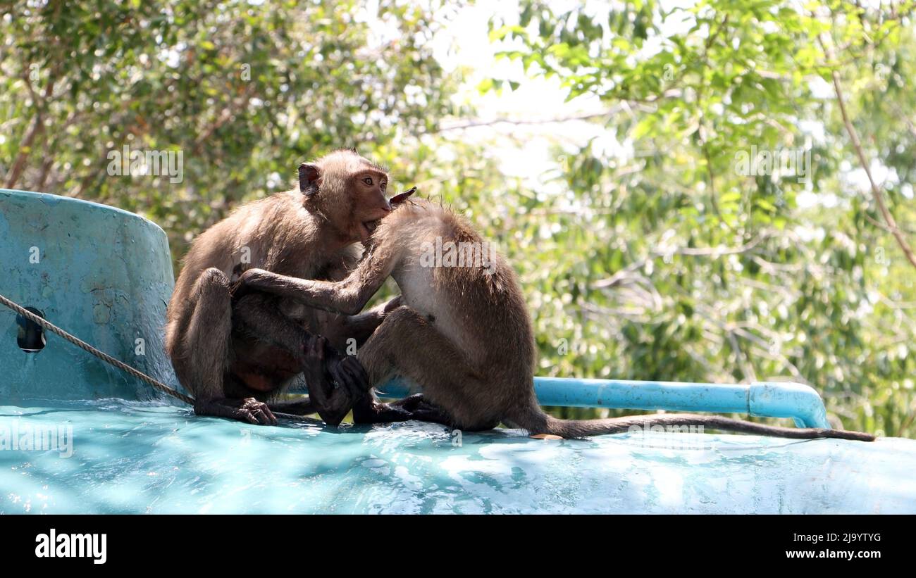 A pair of macaque monkeys playing on an outdoor tanker Stock Photo - Alamy