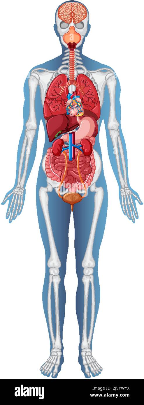 Anatomical Structure Human Body illustration Stock Vector Image & Art ...