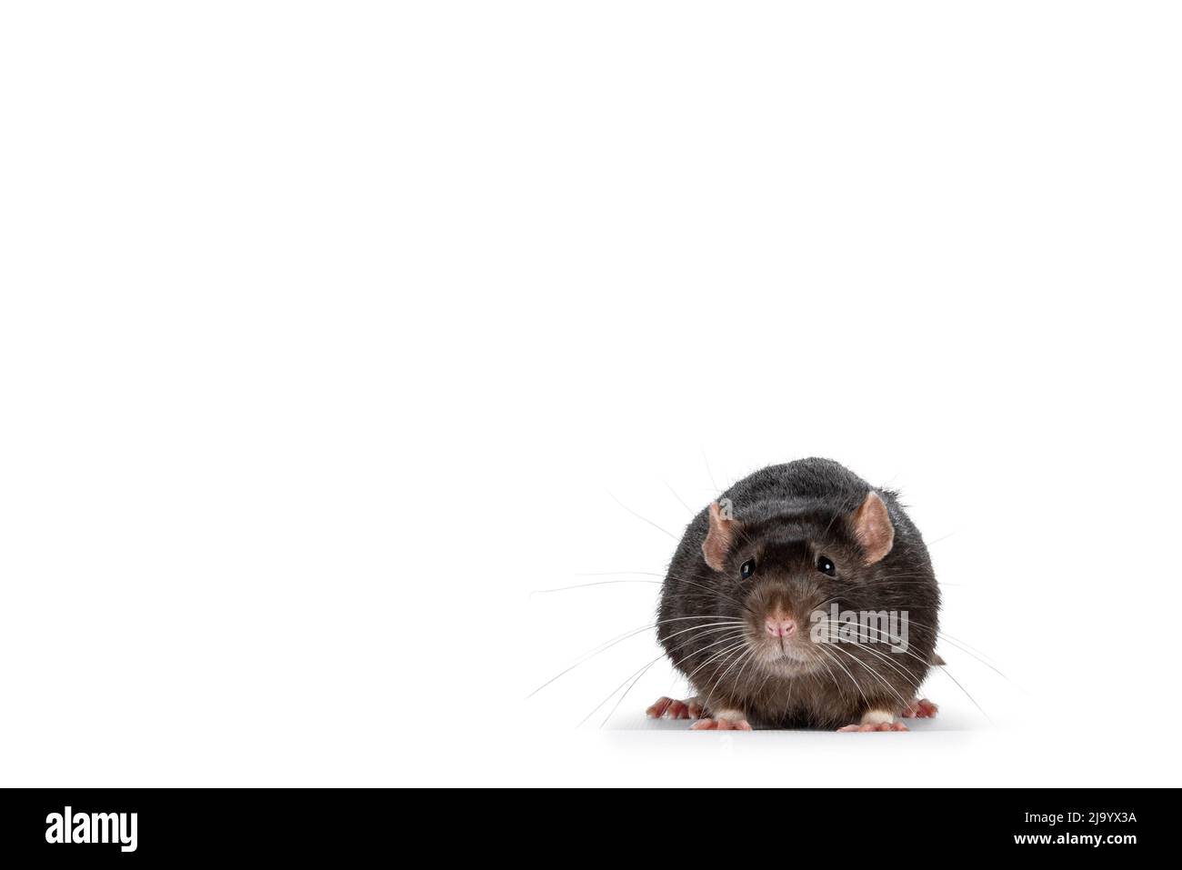 Cute dark brown pet rat, standing facing front. Looking towards camera ...