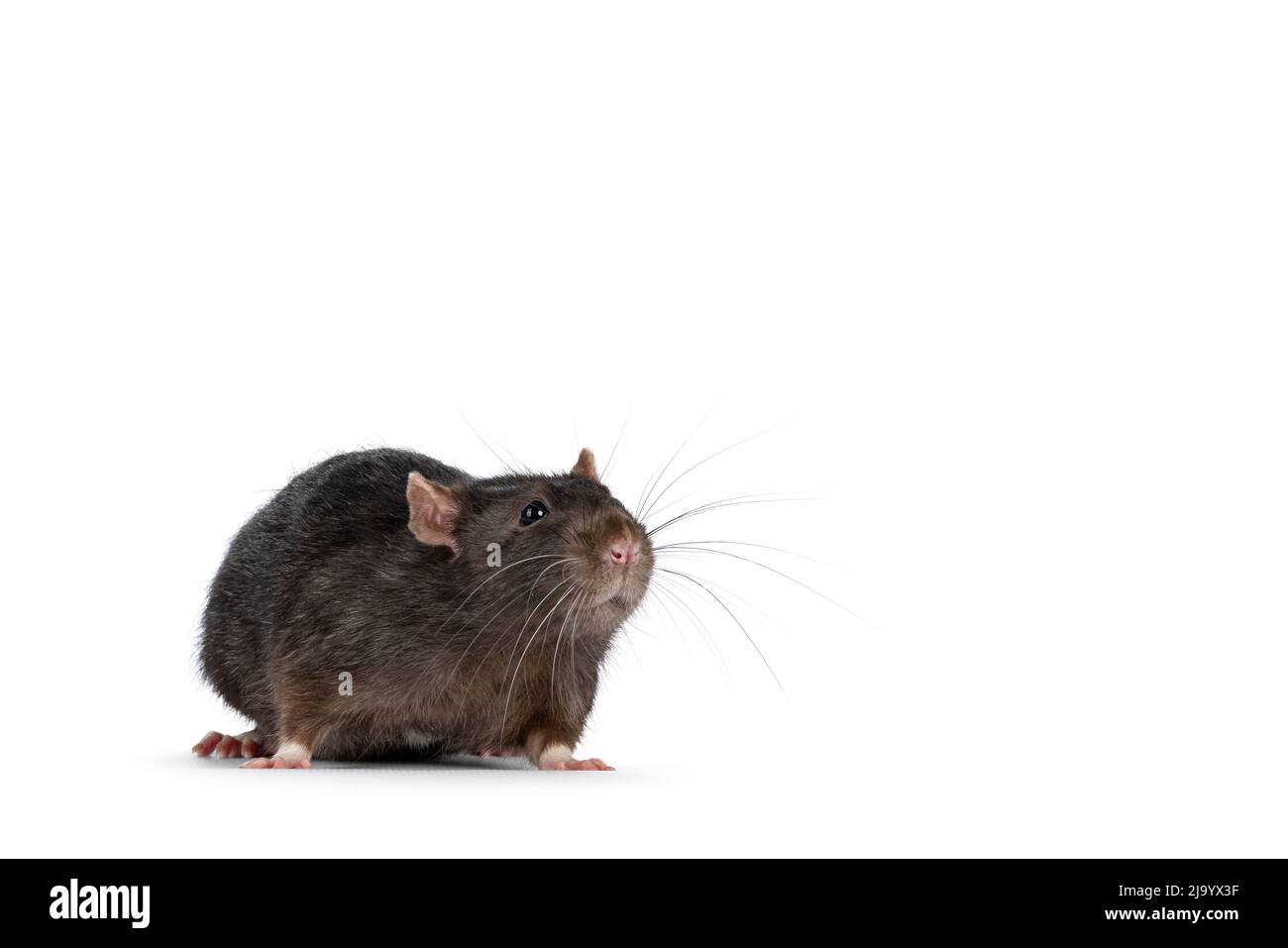 Cute dark brown pet rat, standing fside ways. Looking towards camera ...