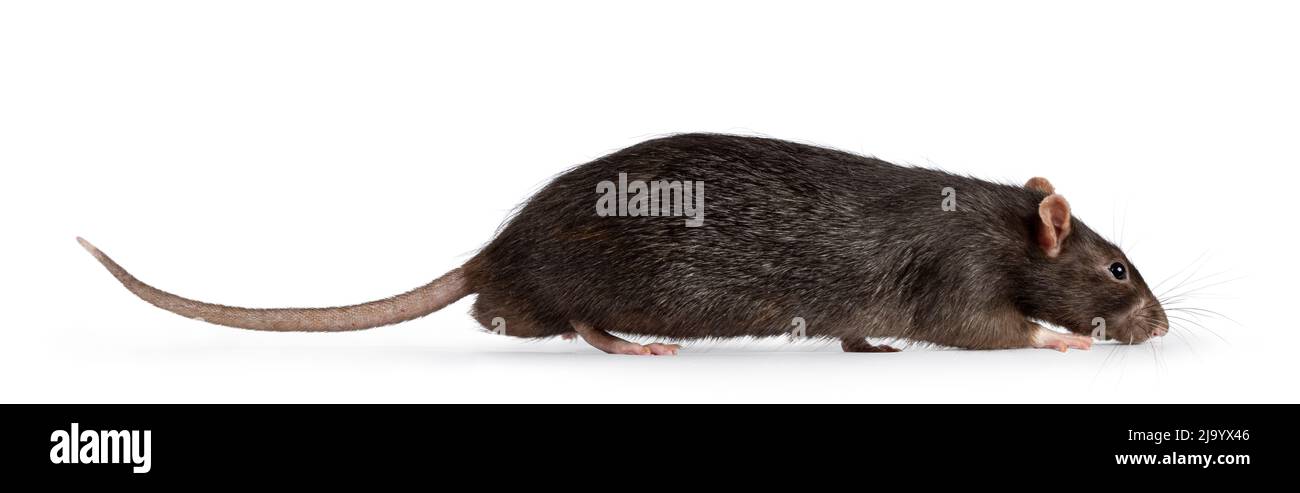 Cute dark brown pet rat, walking side ways. Looking ahead away from ...