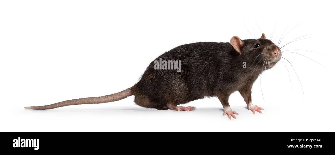 Cute dark brown pet rat, standing side ways. Looking towards camera ...
