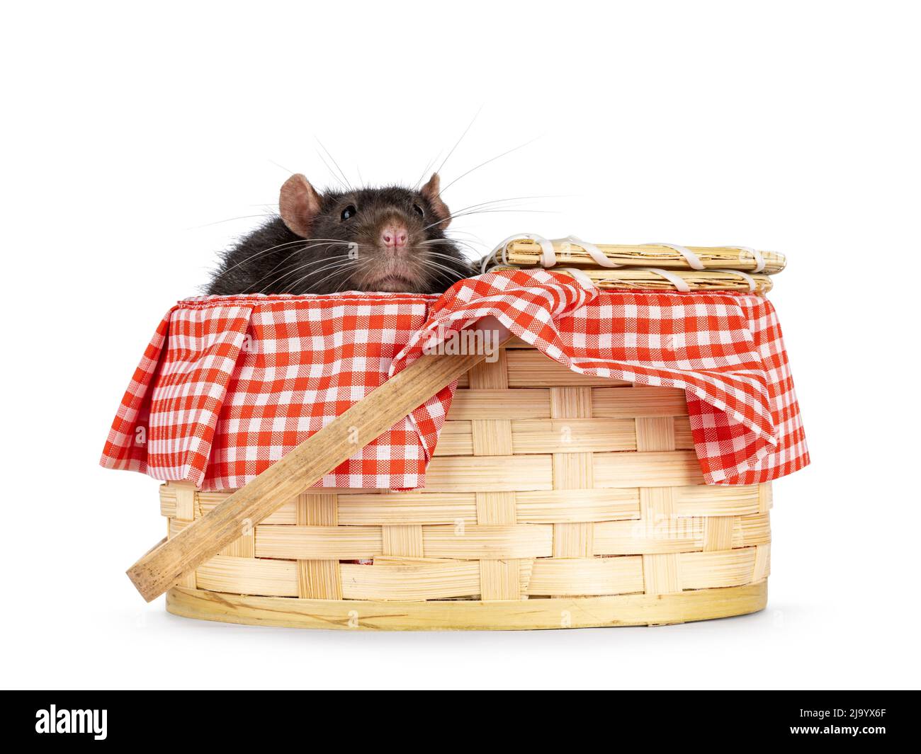 Cute dark brown pet rat, sitting in small picnic basket. Looking over ...