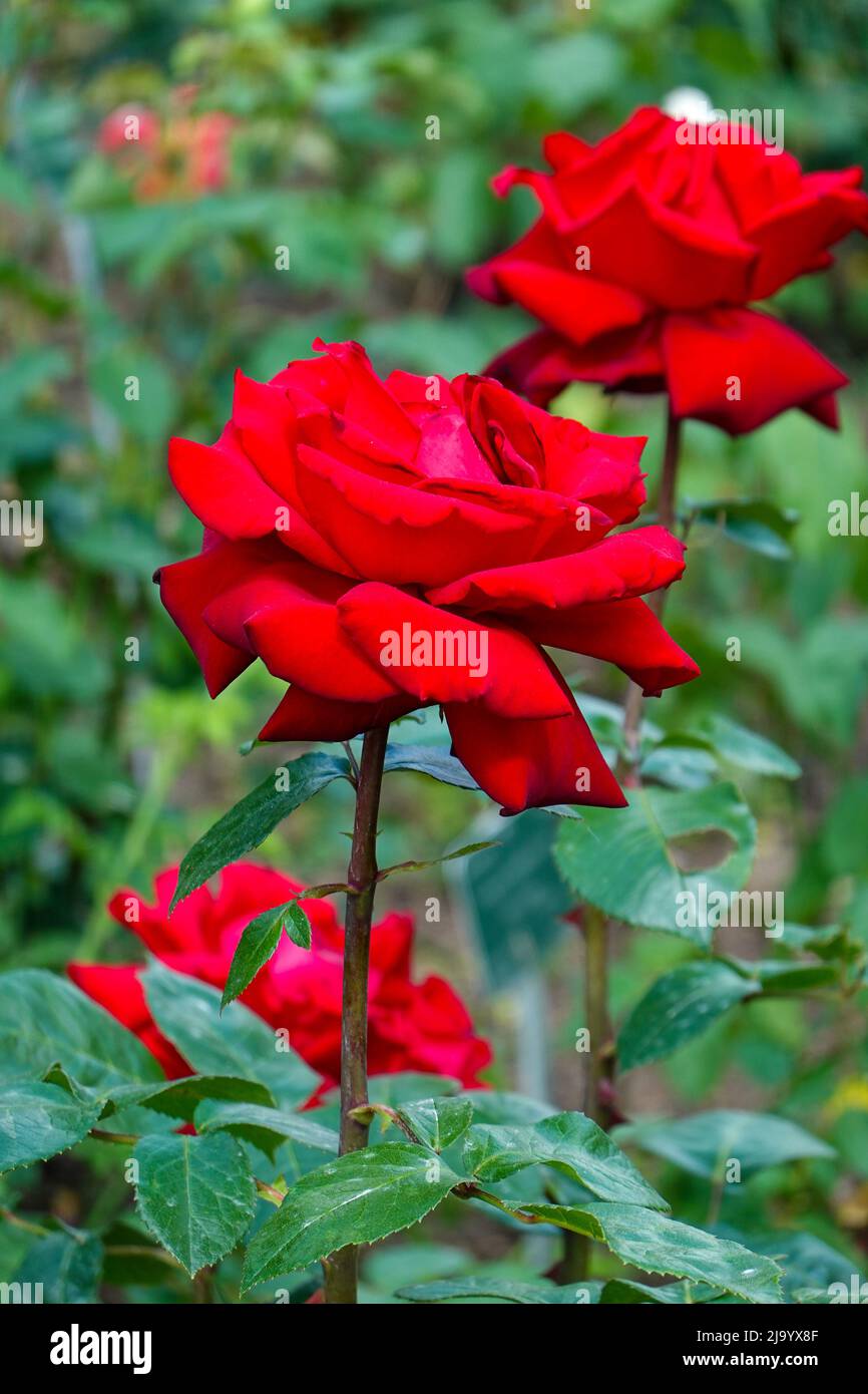 Rose Ingrid Bergman, Jardin des Plantes, Paris, France Stock Photo - Alamy