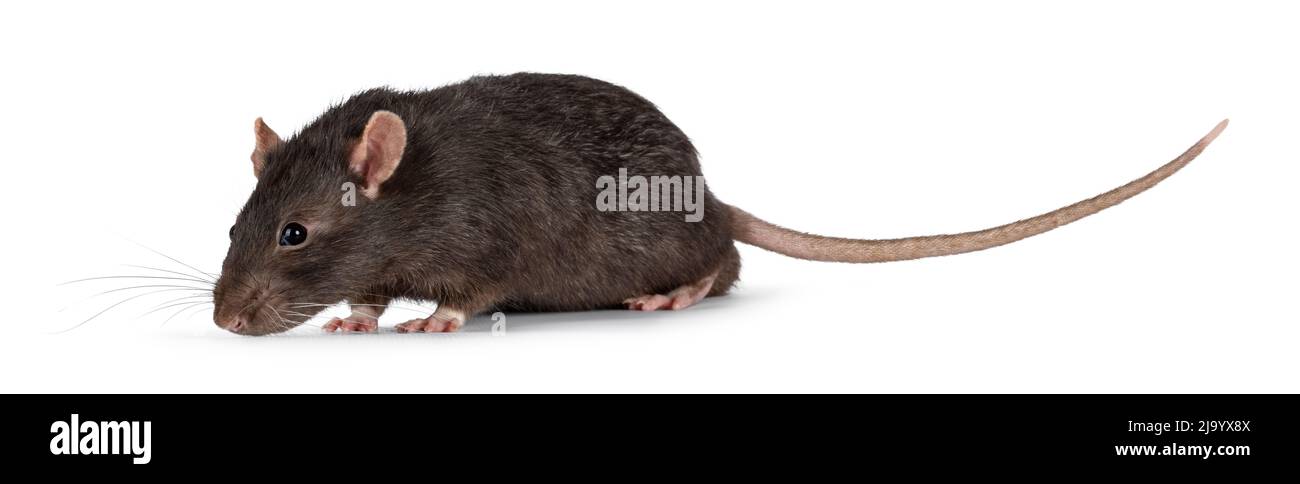 Cute dark brown pet rat, walking side ways. Looking ahead away from ...